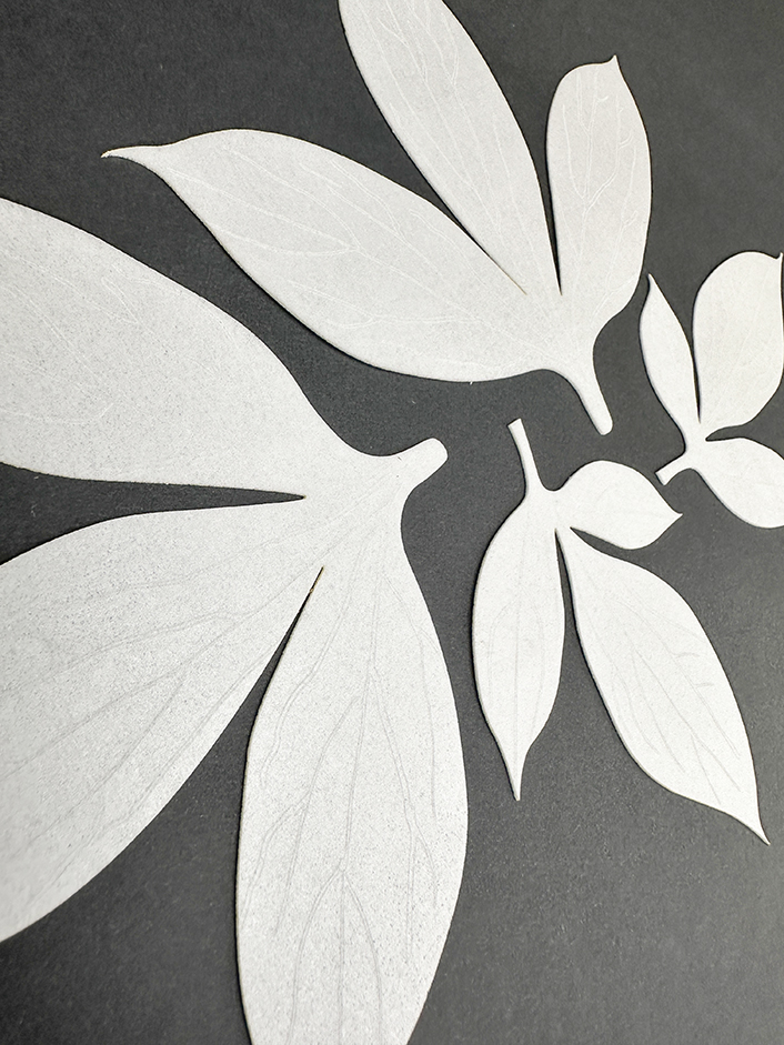 Pre-Cut Wafer Paper Peony Flowers